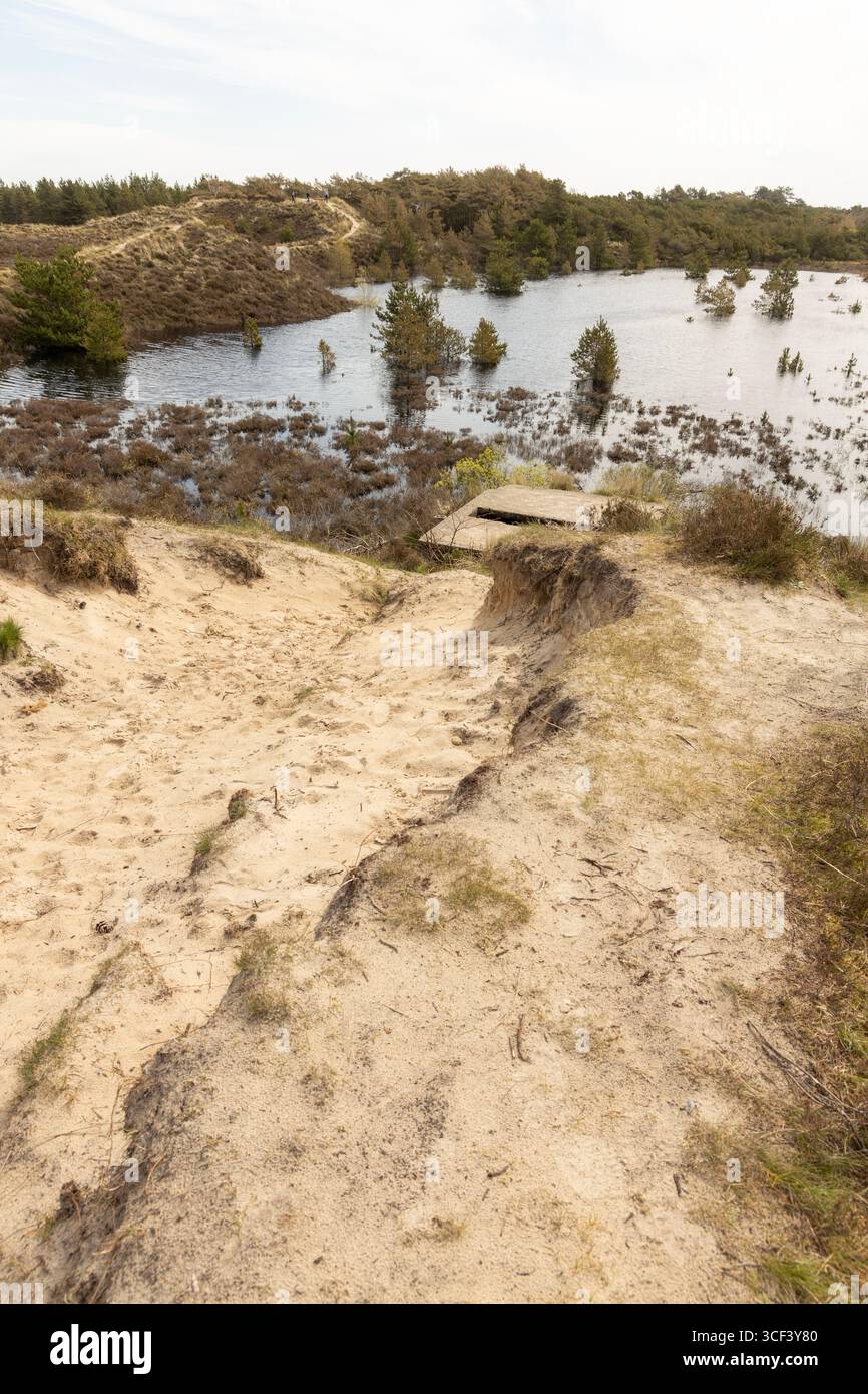 Clearing in swamp area hi-res stock photography and images - Alamy