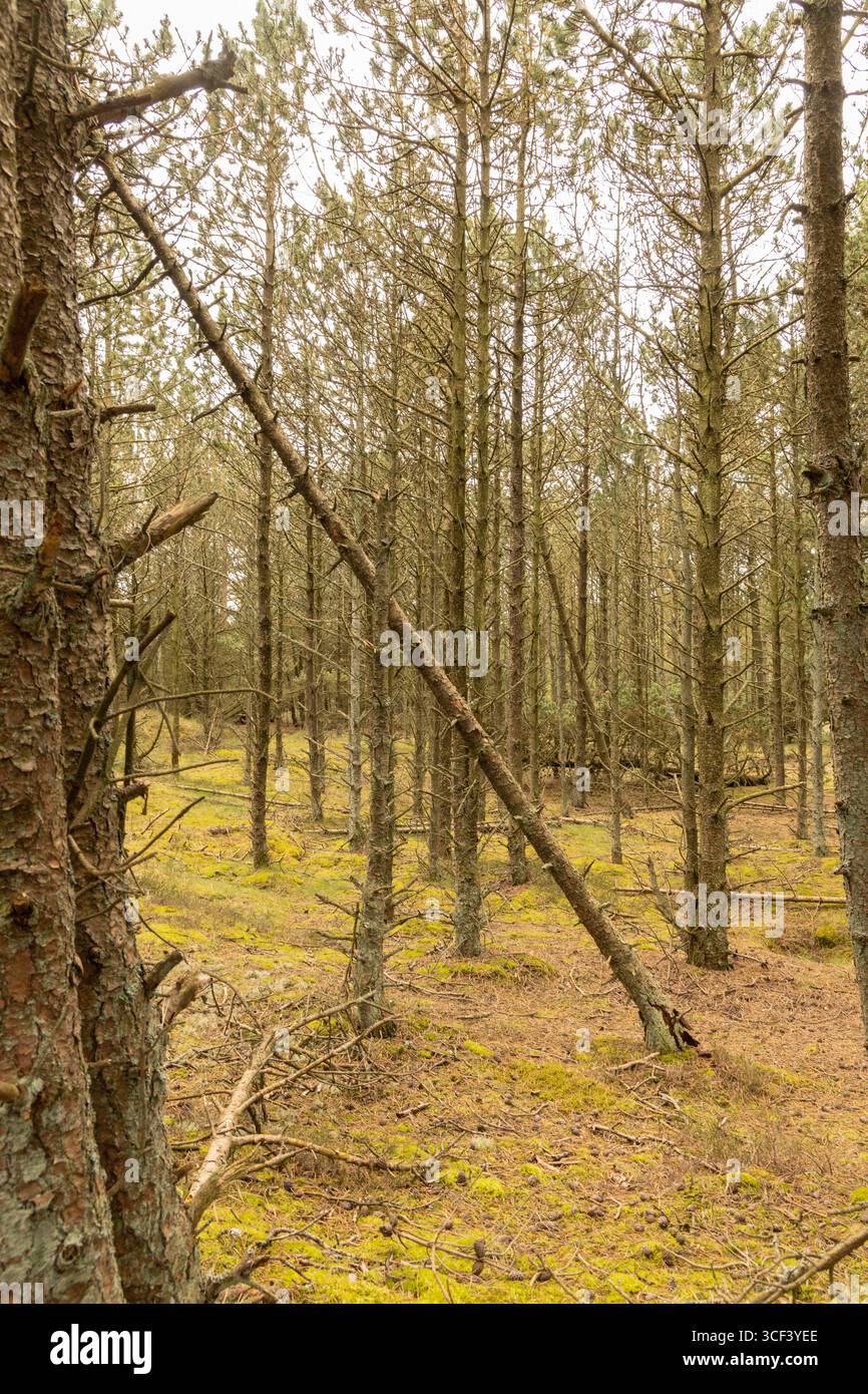 Trunk fallen pine tree lies hi-res stock photography and images - Alamy