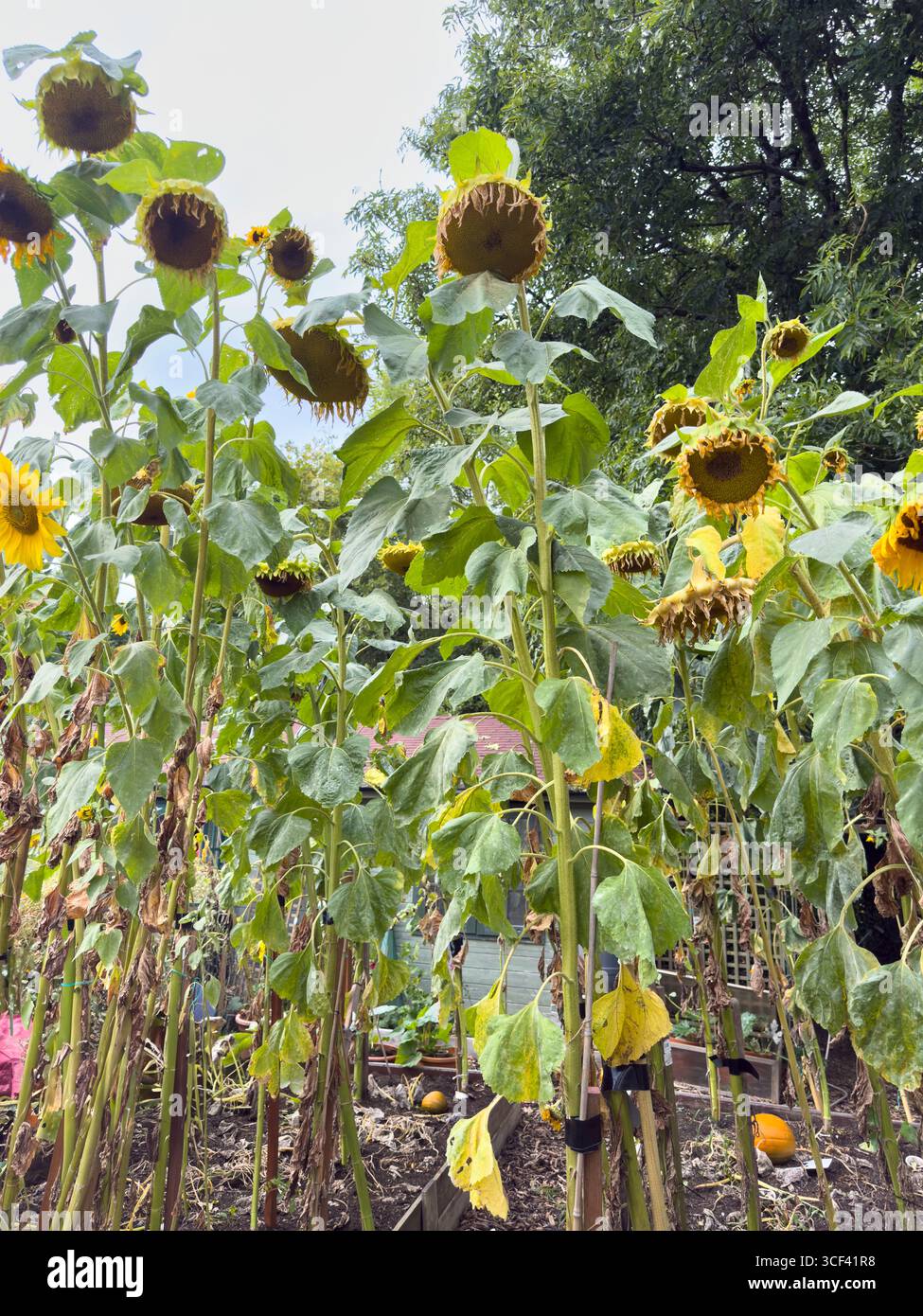 Tall sunflowers in bloom and decline under a cloudy summer sky at an ...