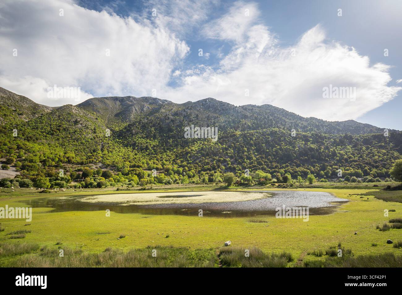 Lake Omalos in front of the White Mountains (Lefka Ori), Omalos Plateau ...