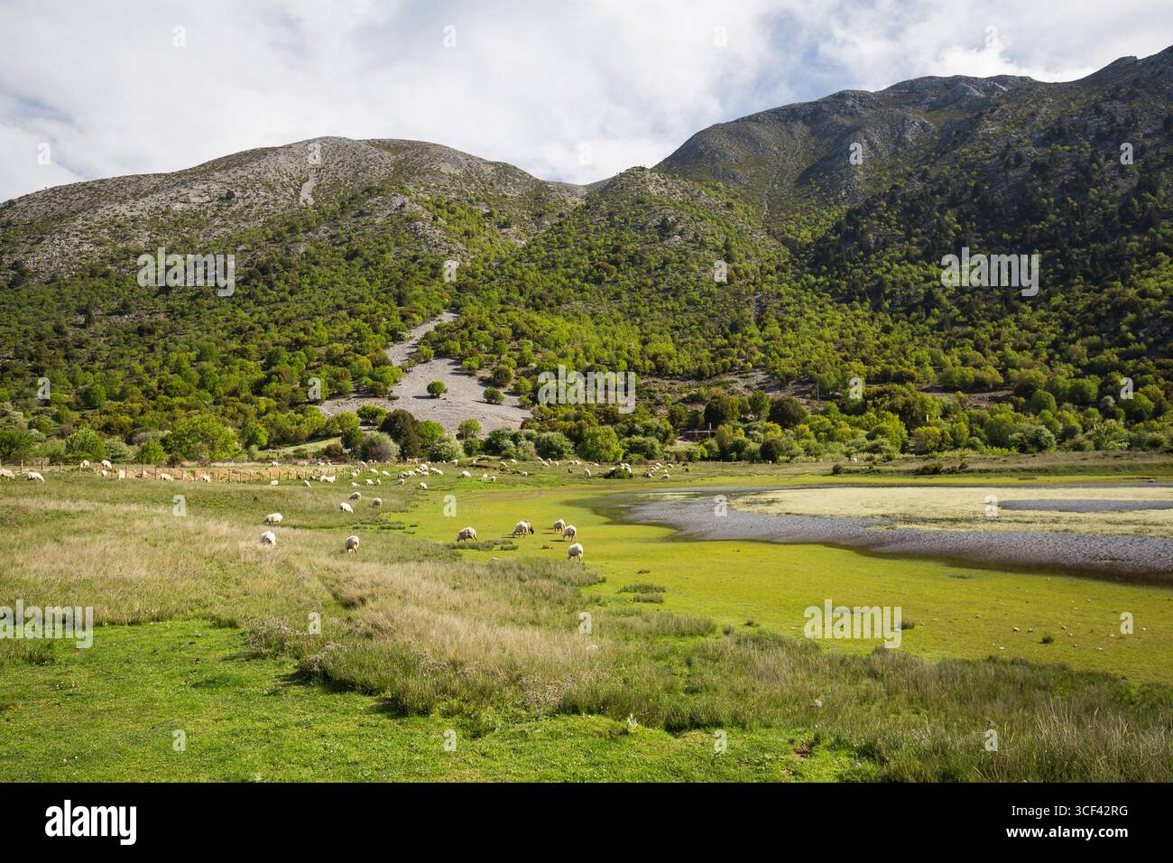 Sheep at Lake Omalos in front of the White Mountains (Lefka Ori ...