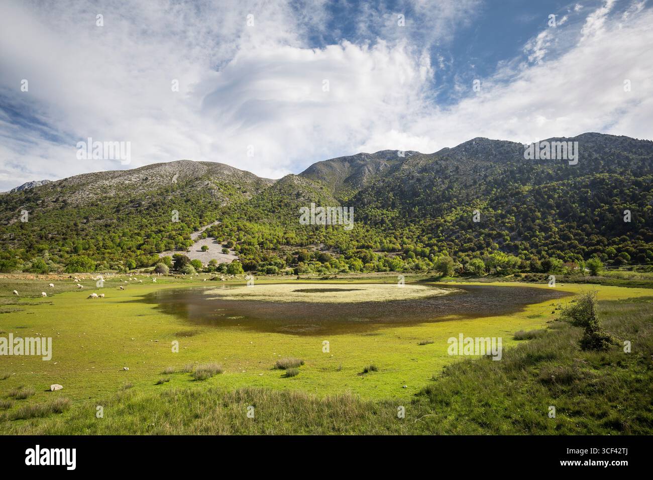 Lake Omalos in front of the White Mountains (Lefka Ori), Omalos Plateau ...