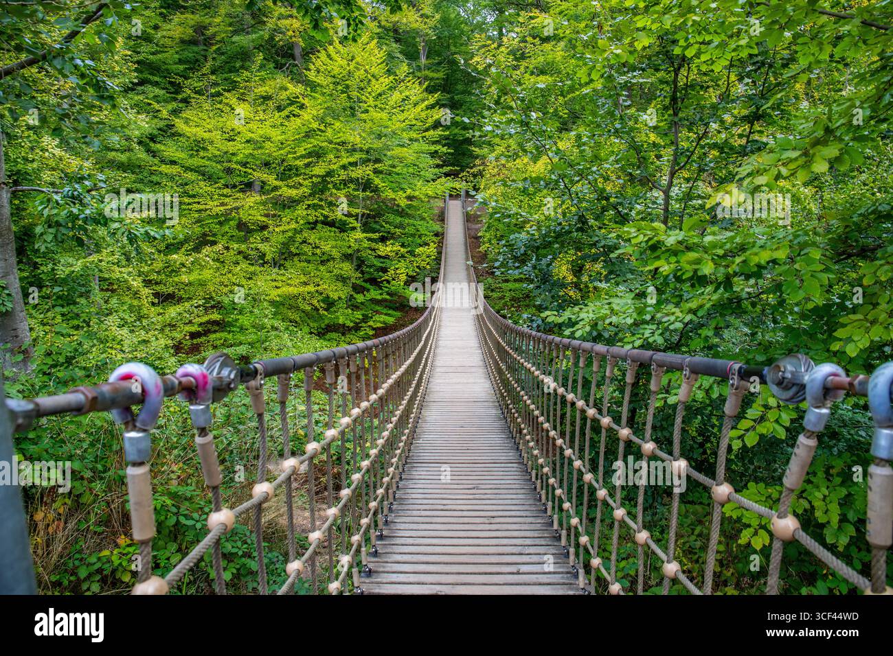 Wooden suspension bridge over a gorge, beautiful nature and trees in ...