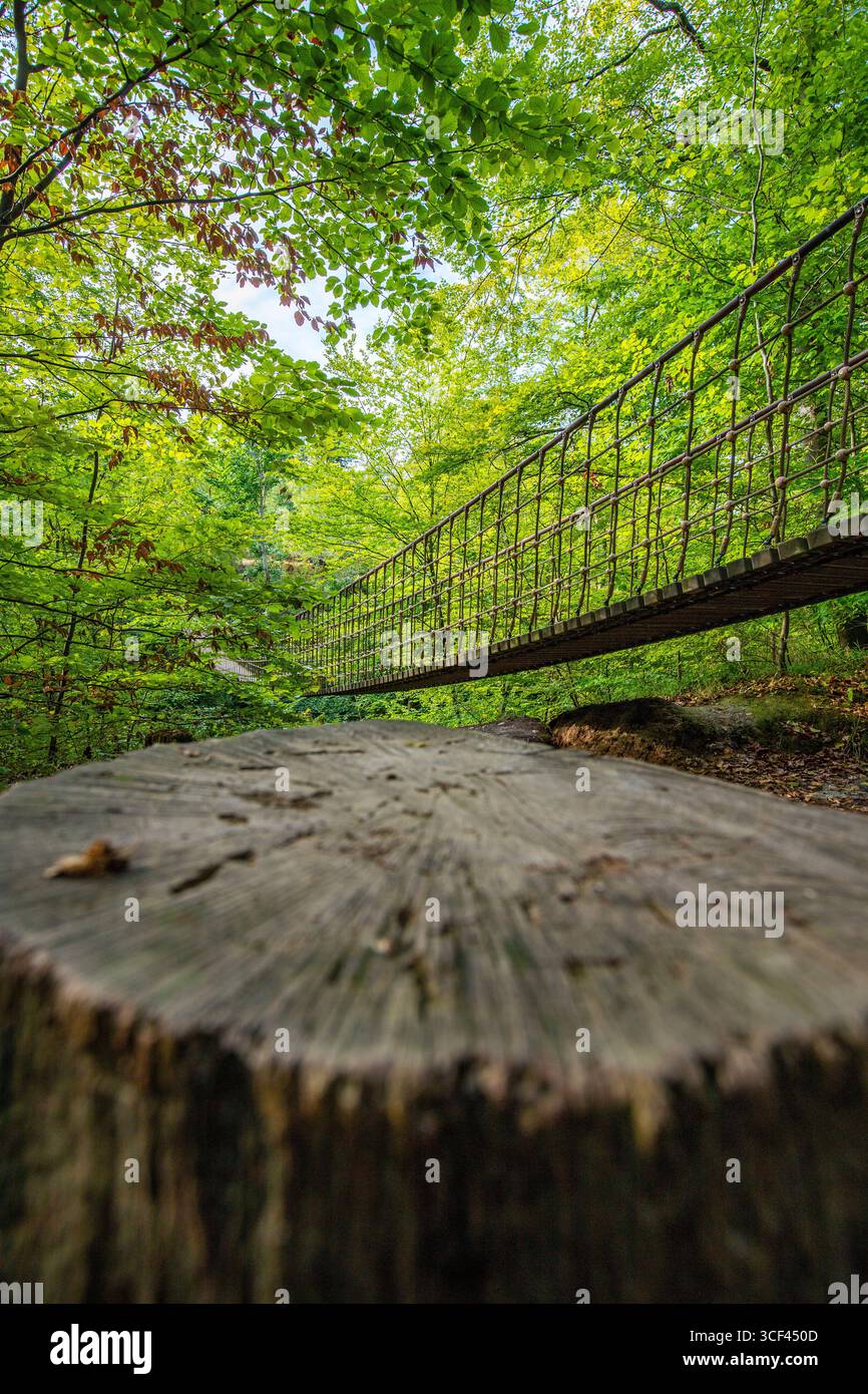 Wooden suspension bridge over a gorge, beautiful nature and trees in ...