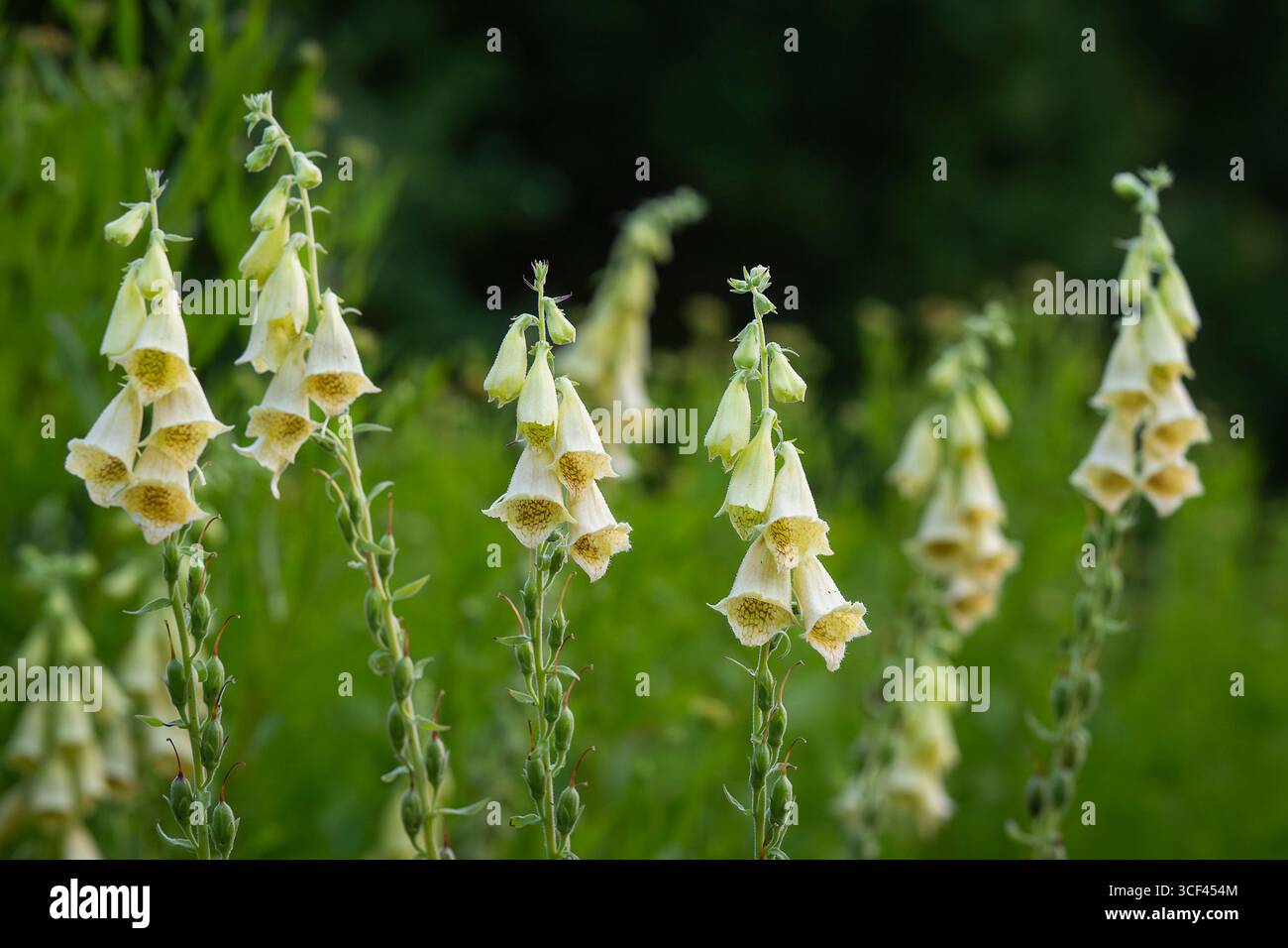 Yellow foxglove flower, Digitalis grandiflora. Digitalis grandiflora ...
