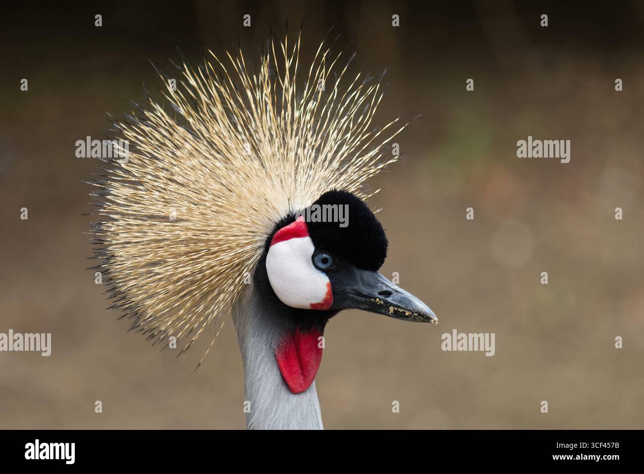 Pretty crane hi-res stock photography and images - Alamy