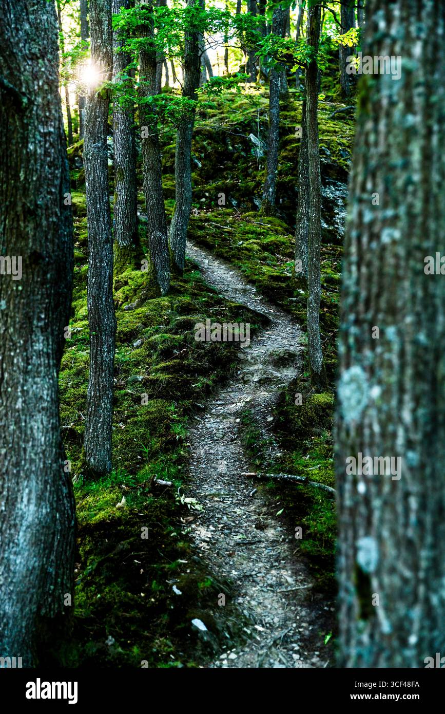 Path forest lake sun hi-res stock photography and images - Alamy