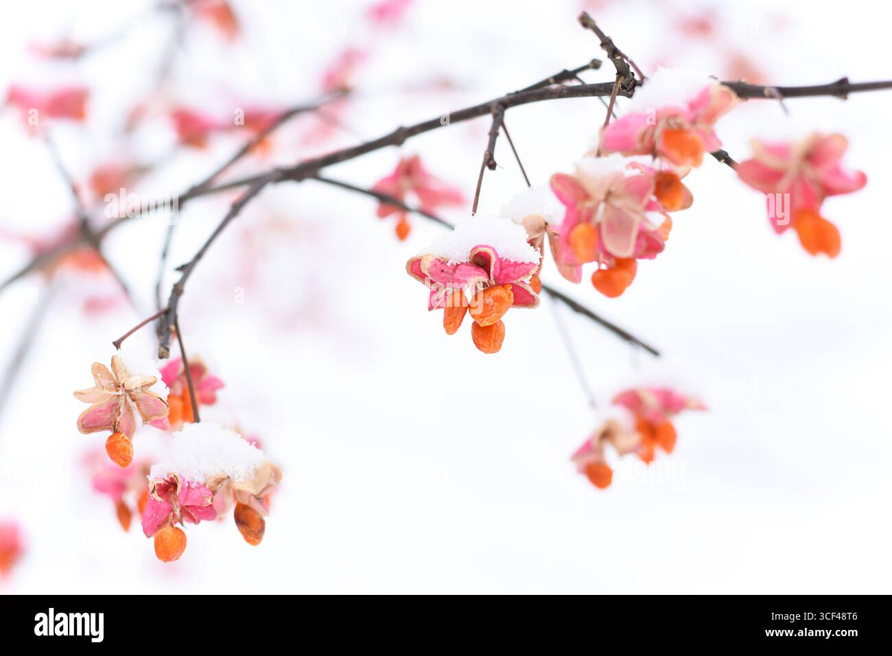 Pink orange spindle tree seed pods with first snow Stock Photo - Alamy