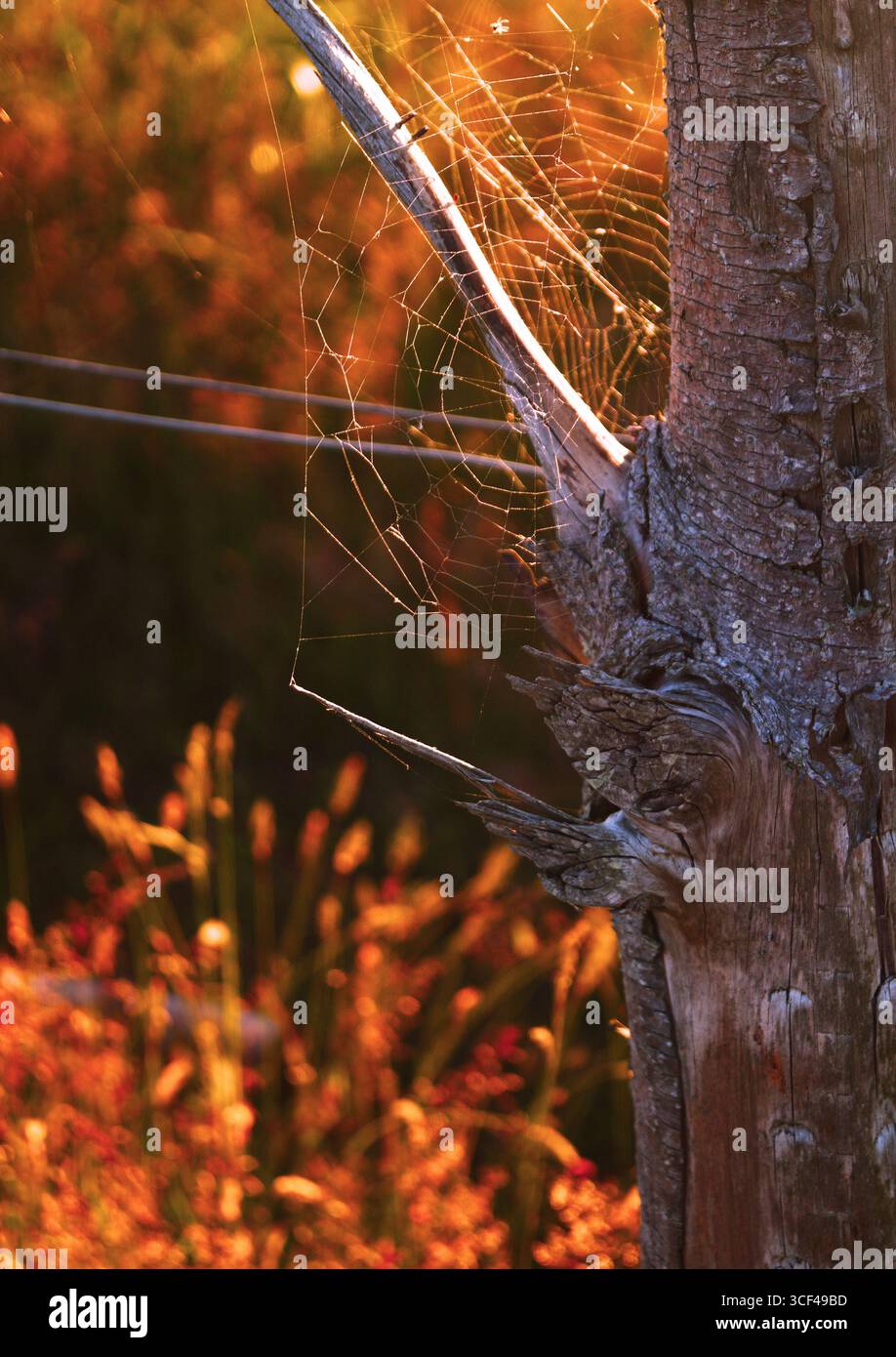 A spiders web on a post in the sunshine hi-res stock photography and ...