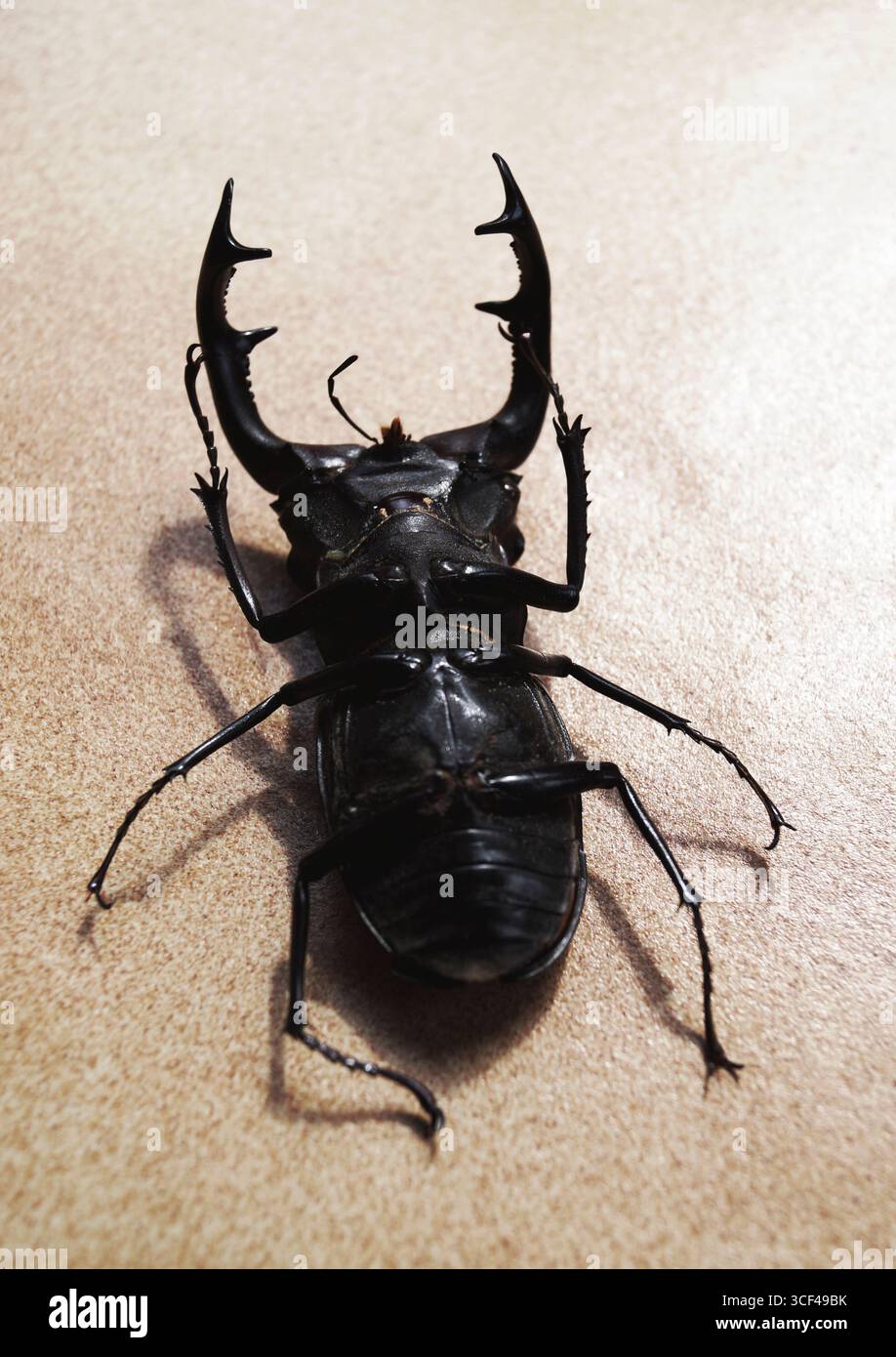 A dead stag beetle lying on its back, antlers, mandibles, Lucanus ...