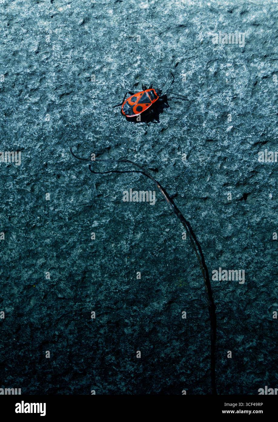 A fire bug on a rock, Pyrrhocoridae, thin branch Stock Photo - Alamy
