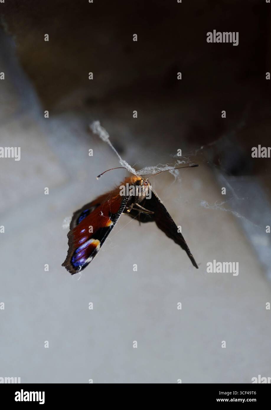 A butterfly in a spider's web, peacock butterfly, Aglais io Stock Photo ...