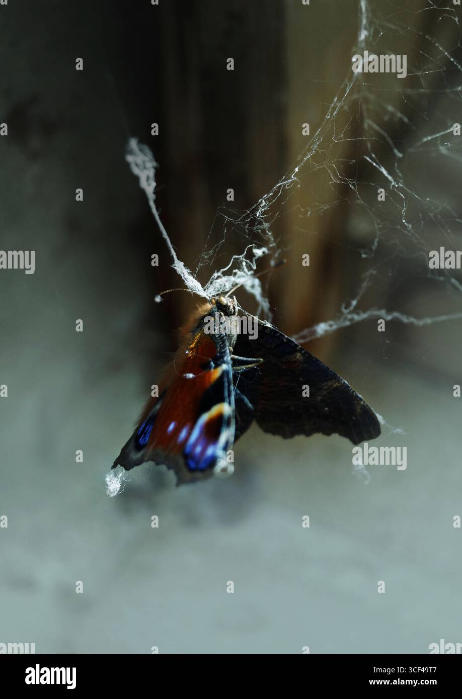 Four spiders in a web hi-res stock photography and images - Alamy