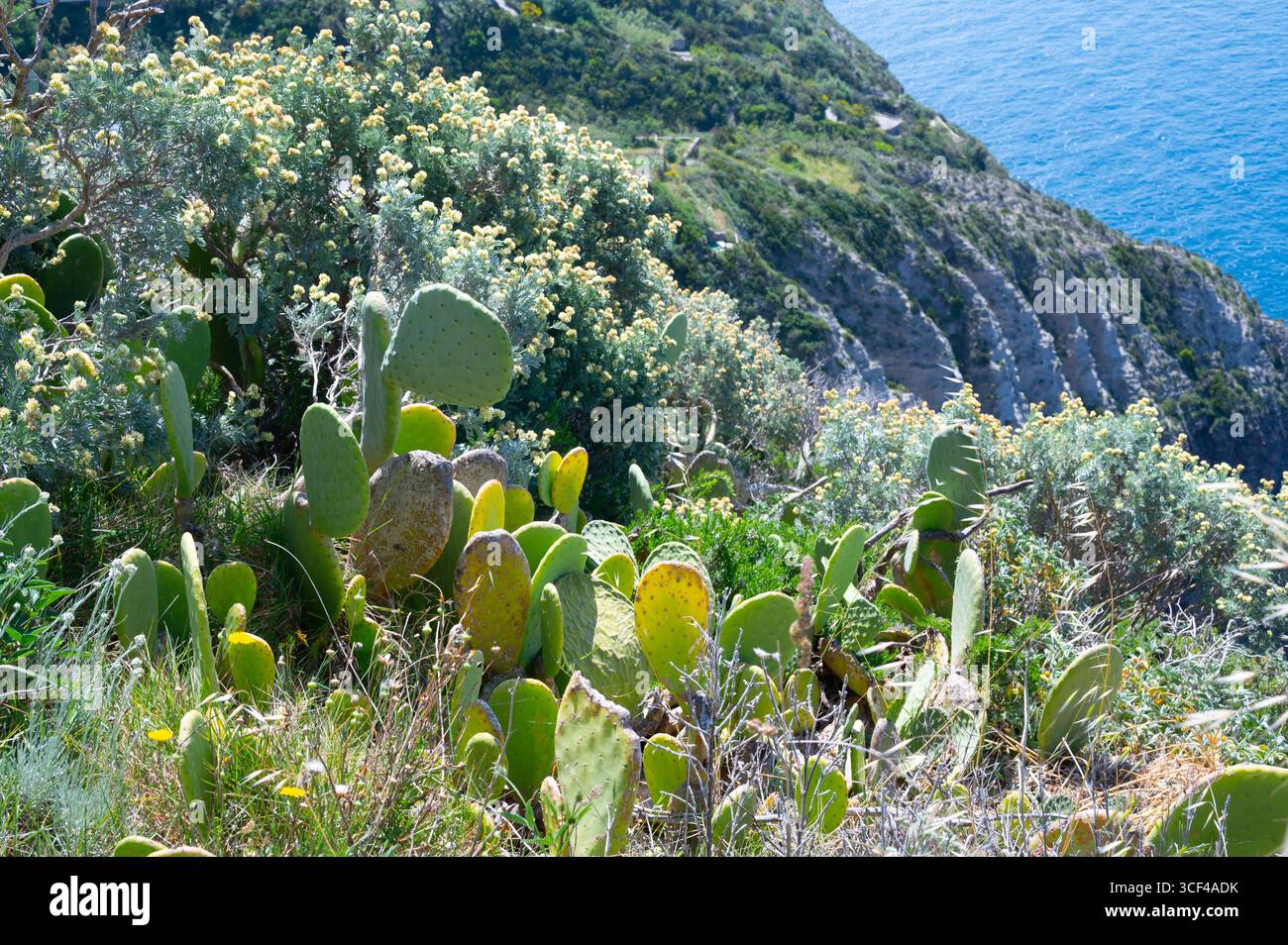 Vegetation at the lighthouse faro punta imperatore hi-res stock ...