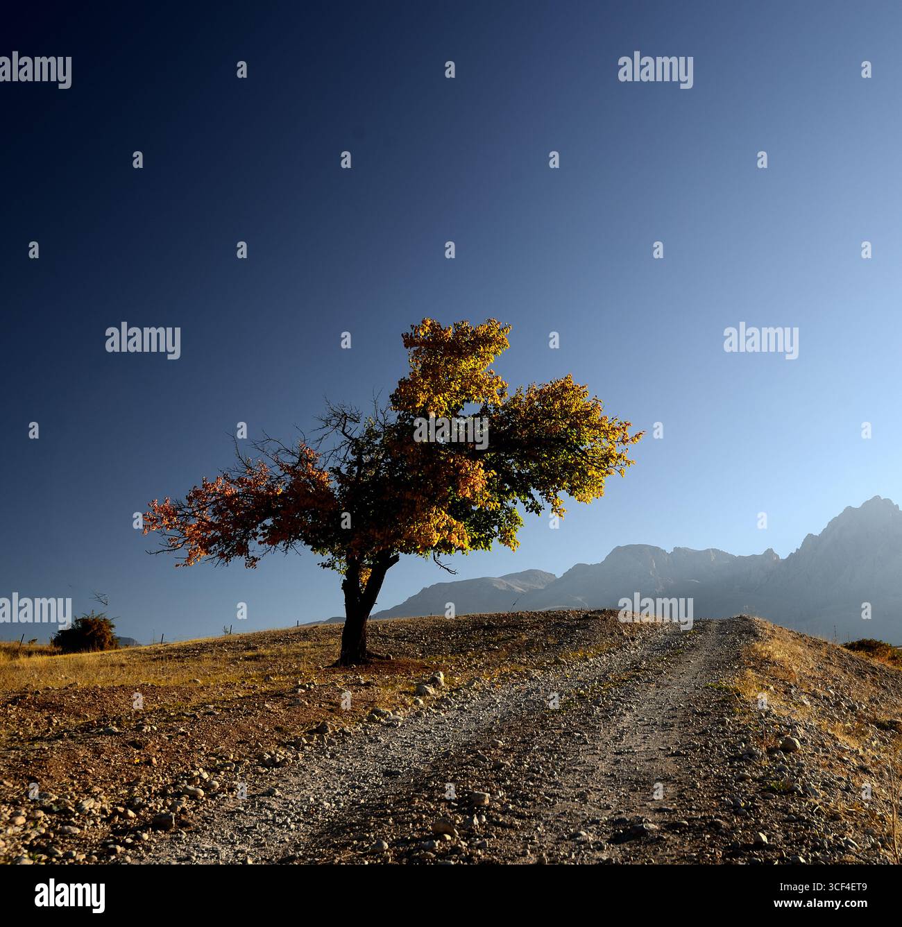 High mountain beech tree hi-res stock photography and images - Alamy