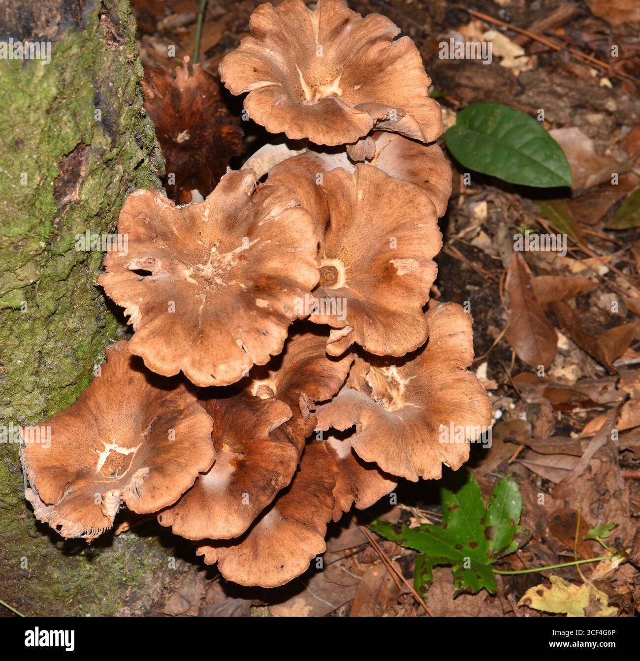 Blue Springs, Florida 11/14/24. Past prime, older cluster. At Live Oak tree base. Note genus ...