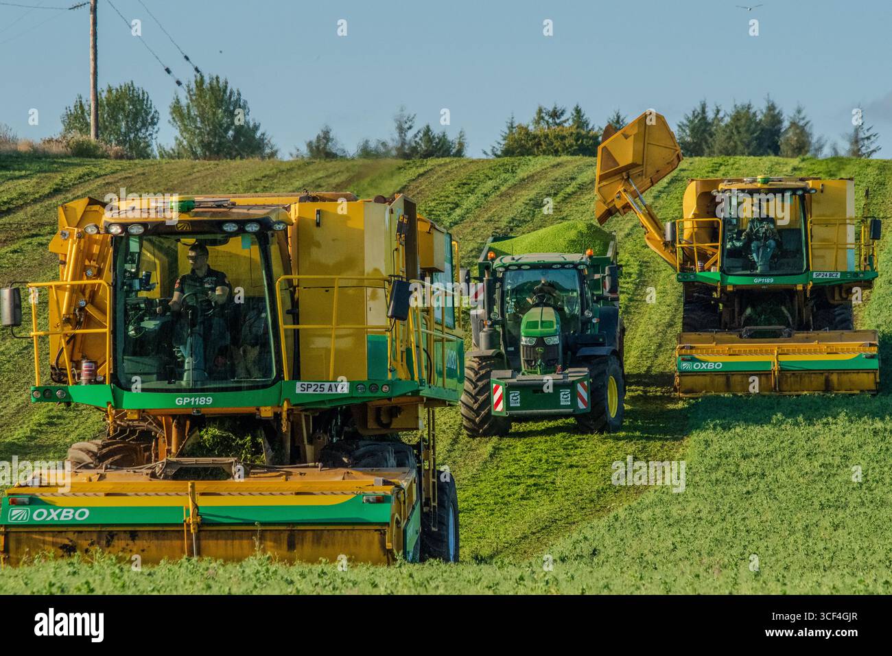 Pea harvest machine hi-res stock photography and images - Alamy