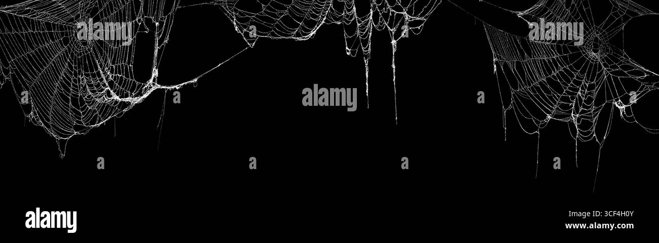 Real creepy spider webs hanging on black banner Stock Photo - Alamy