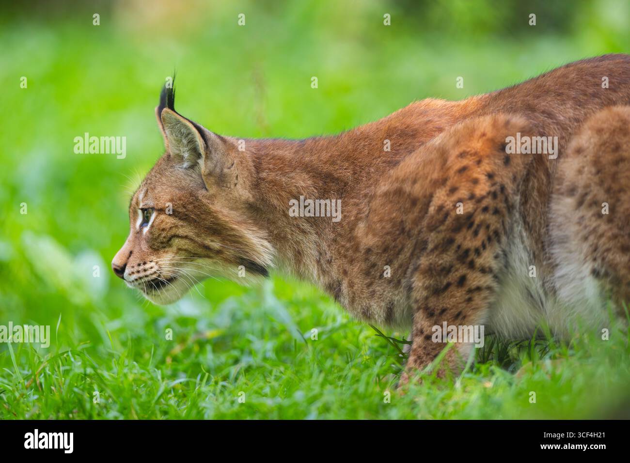 Eurasian lynx lynx lynx on a meadow hi-res stock photography and images ...