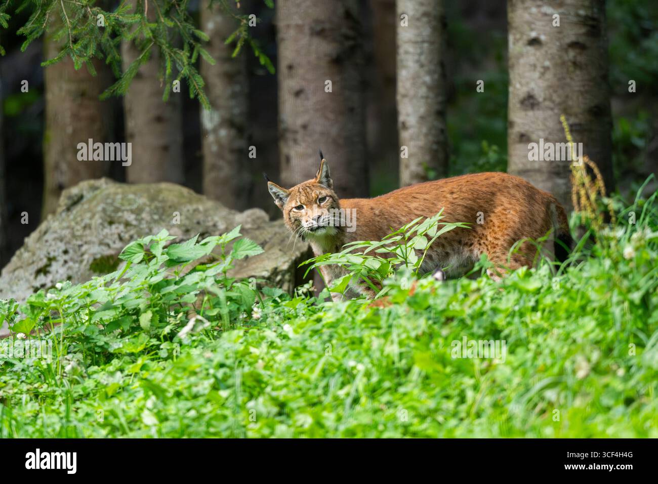 Eurasian lynx lynx lynx on a meadow hi-res stock photography and images ...