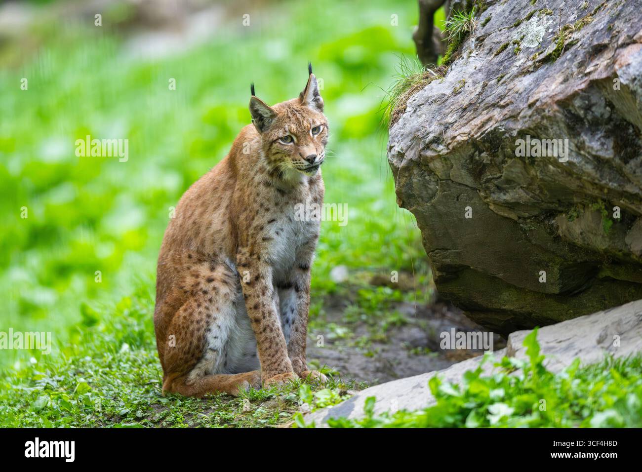 Eurasian lynx lynx lynx under a huge rock hi-res stock photography and ...