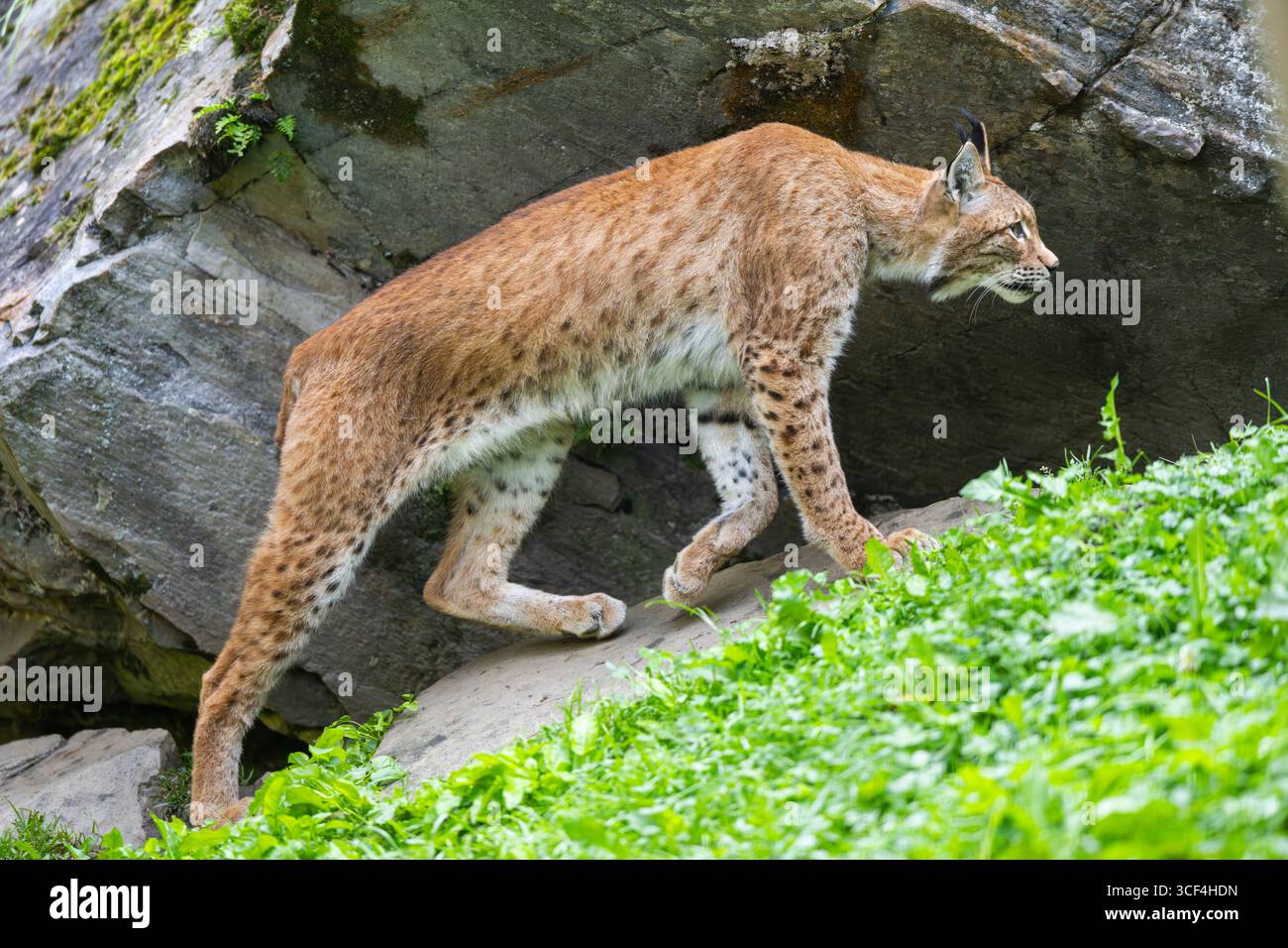 Eurasian lynx lynx lynx under a huge rock hi-res stock photography and ...