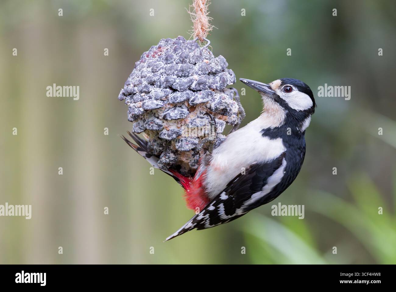 Great spotted woodpecker [ Dendrocopos major ] Female bird feeding on ...