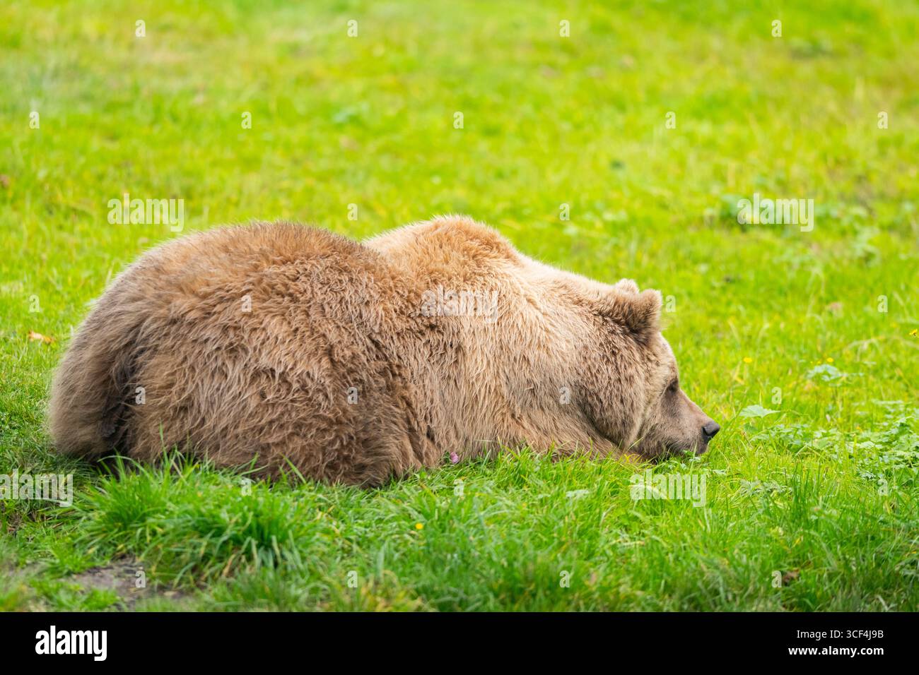Eurasian brown bear ursus arctos arctos walking on a meadow hi-res stock photography and images ...