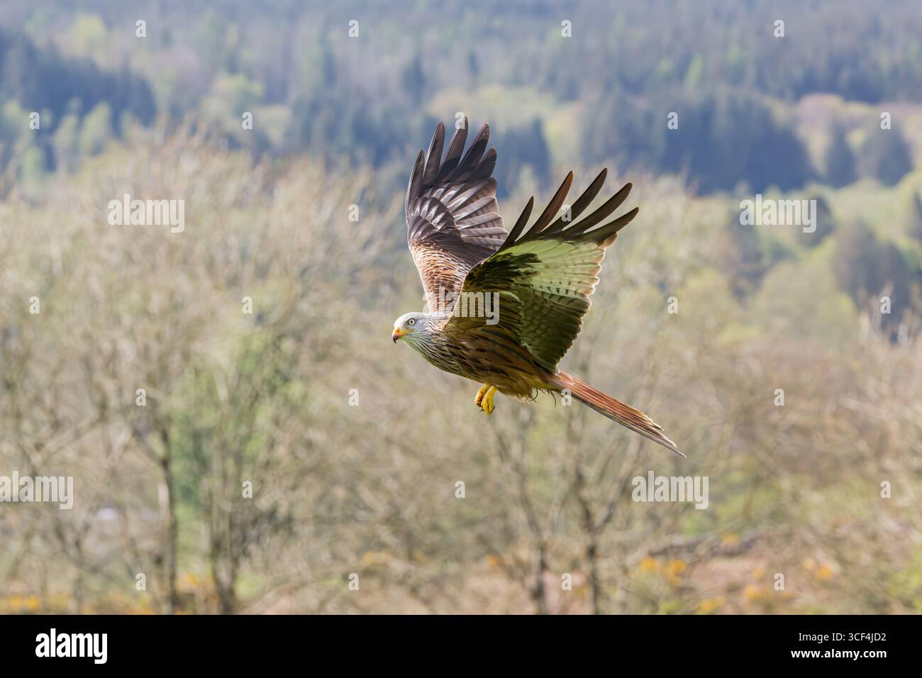Red Kite [ Milvus milvus ] in flight against woodland backdrop Stock ...