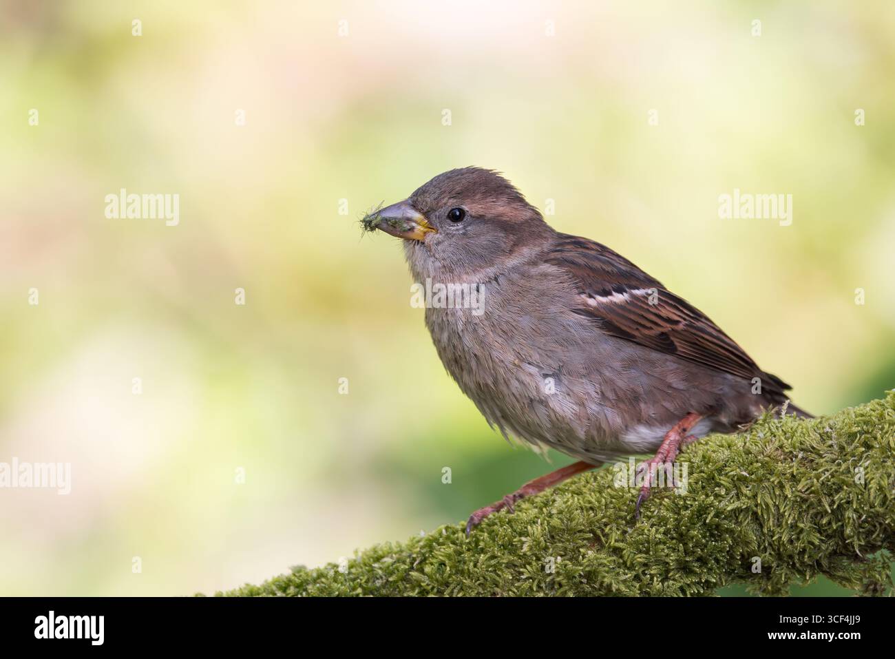House Sparrow [ Passer domesticus ] Femal bird on a mossy log with a ...