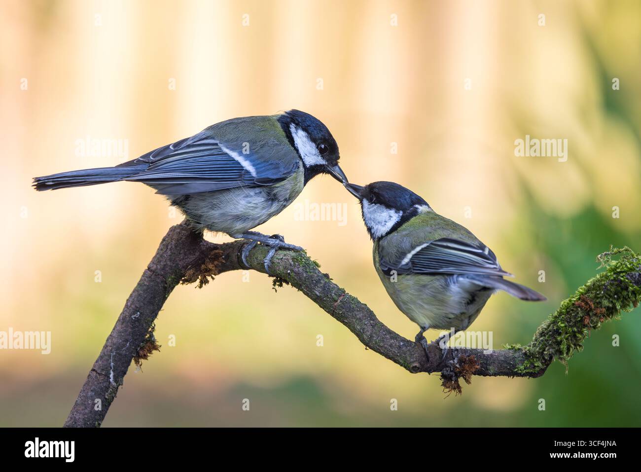 Great tit [ Parus major ] 2 adult birds exchanging food. Courting ...