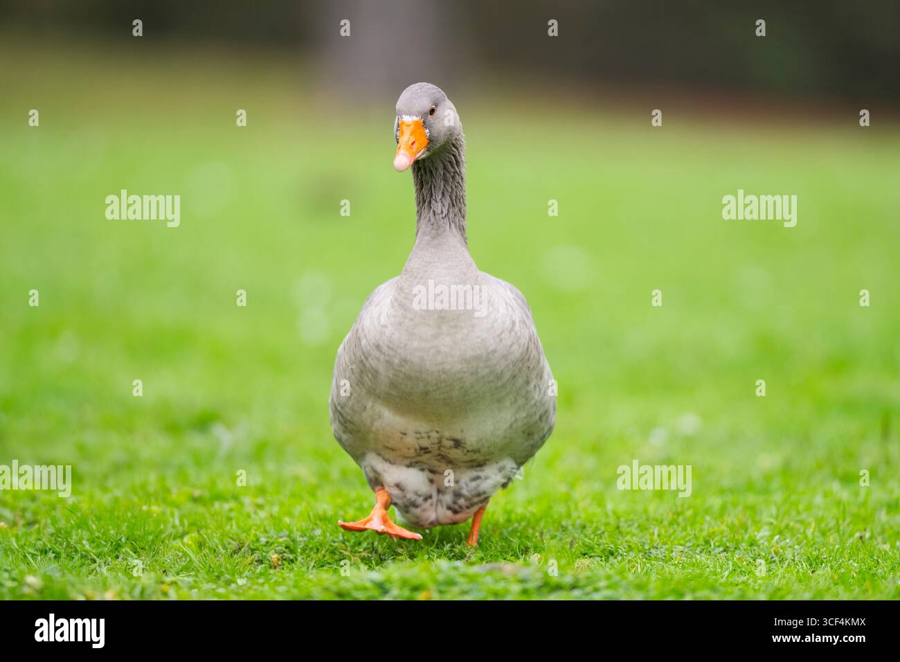Animal farm greylag goose species hi-res stock photography and images ...
