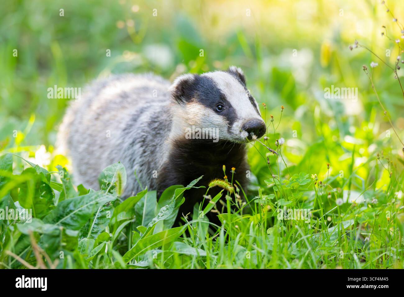 European badger meles meles on a meadow hi-res stock photography and ...