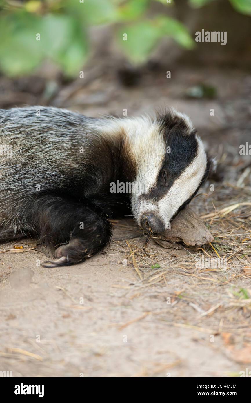 European badger (Meles meles) lying on the ground, Hesse, Germany ...