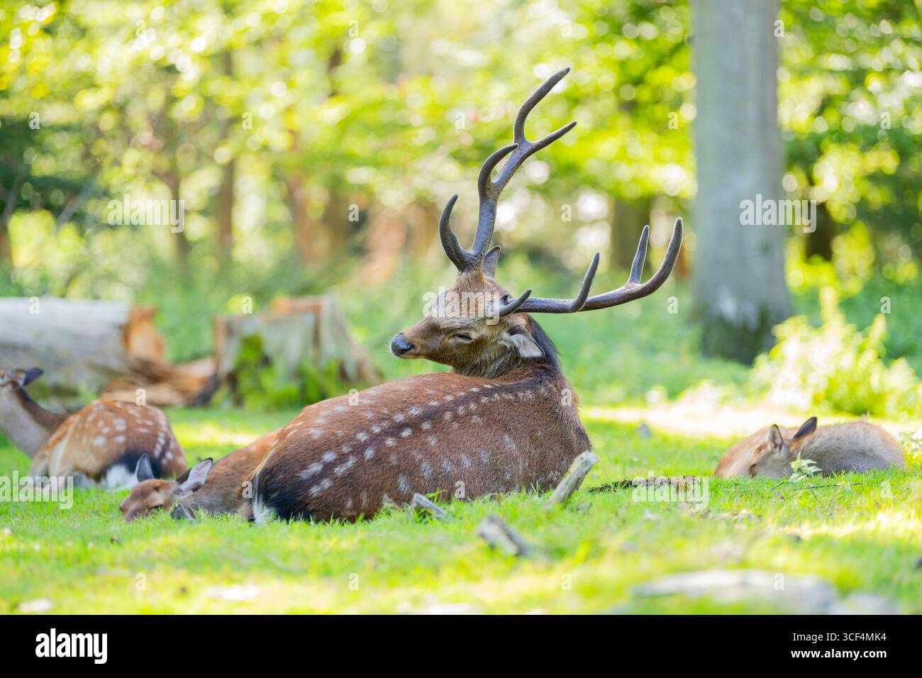 Sika deer cervus nippon male lying on a meadow hi-res stock photography ...