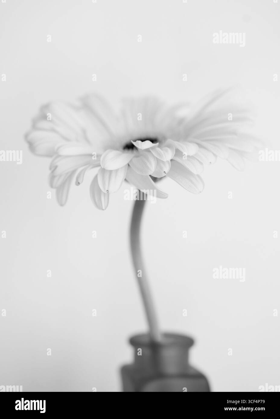 Single flower in a vase Black and White Stock Photos & Images - Alamy