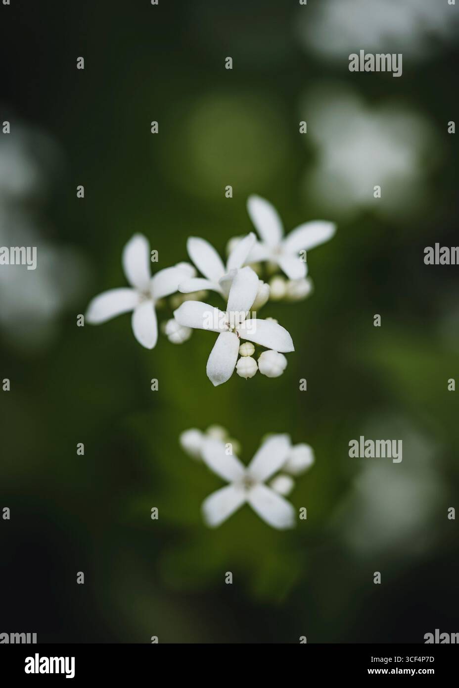 Woodruff in the forest hi-res stock photography and images - Alamy