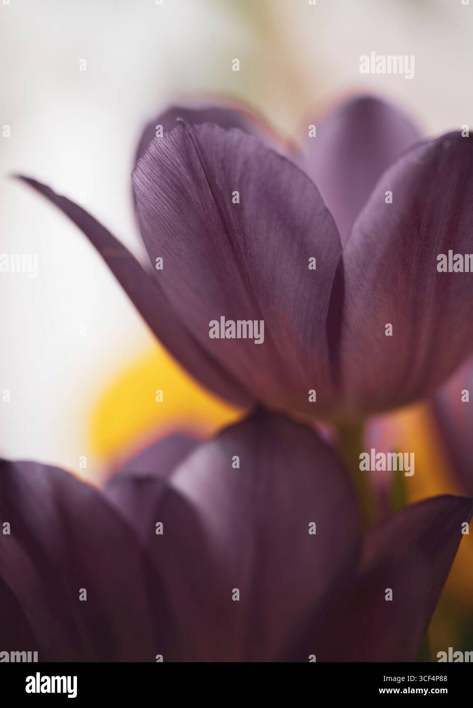 Extreme macro shot two hi-res stock photography and images - Alamy