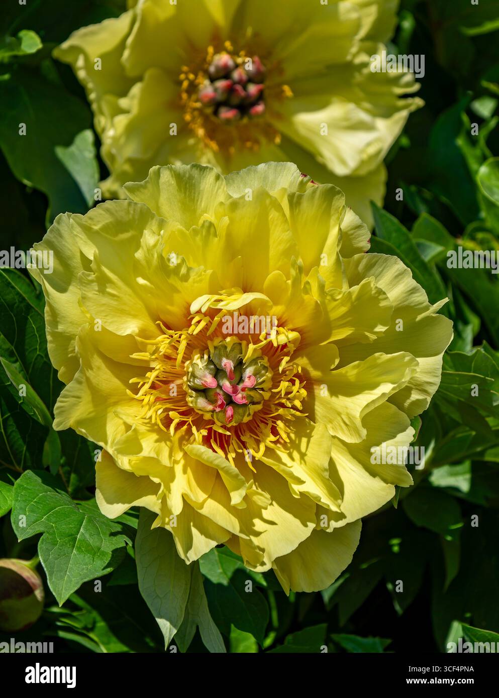 Paeonia officinalis, peony, common garden peony, Paeonia 'Garden ...