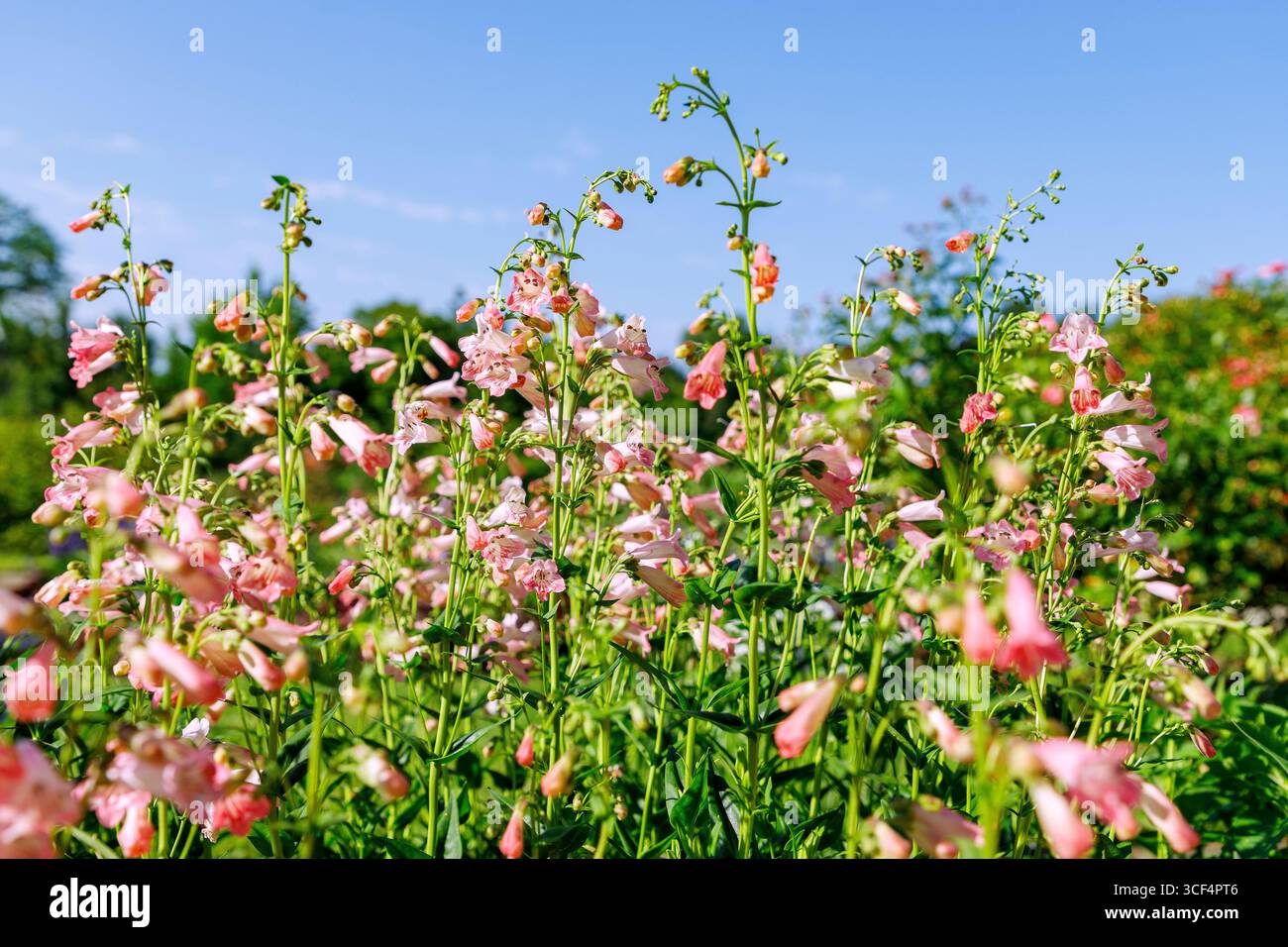 flowering Penstemon hybrid, bearded thread hybrid, June Tune Stock ...