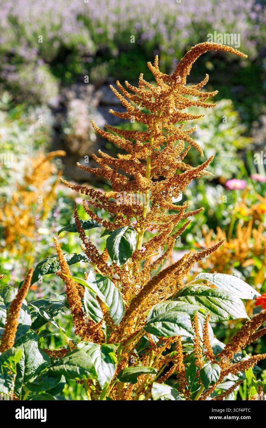 flowering Amaranthus paniculatus, panicle amaranth, hot biscuit Stock ...