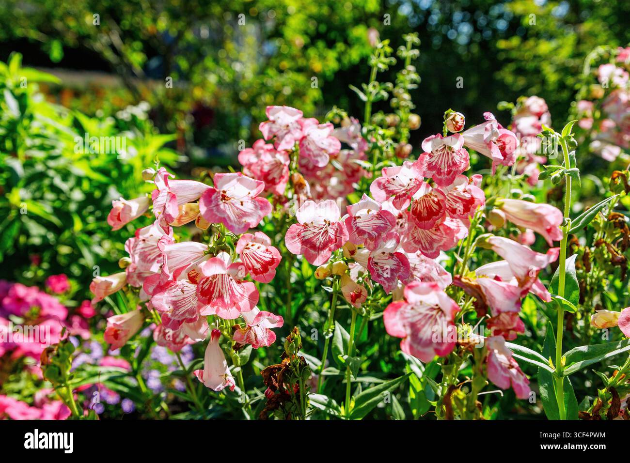 Flowering penstemon hartwegii hi-res stock photography and images - Alamy