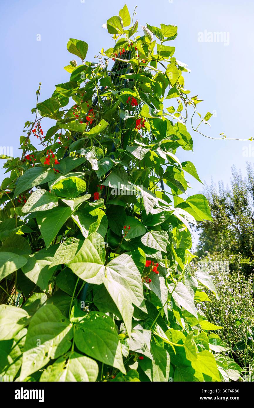 flowering fire bean 'Kollumer', Phaseolus coccineus, on climbing stems ...