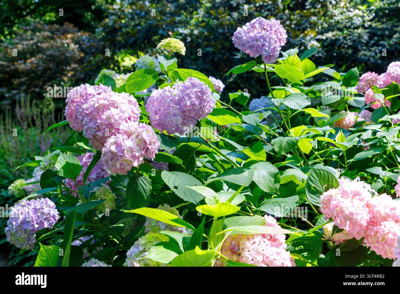 flowering large-leaved hydrangea Bouquet Rose, Hydrangea macrophylla ...