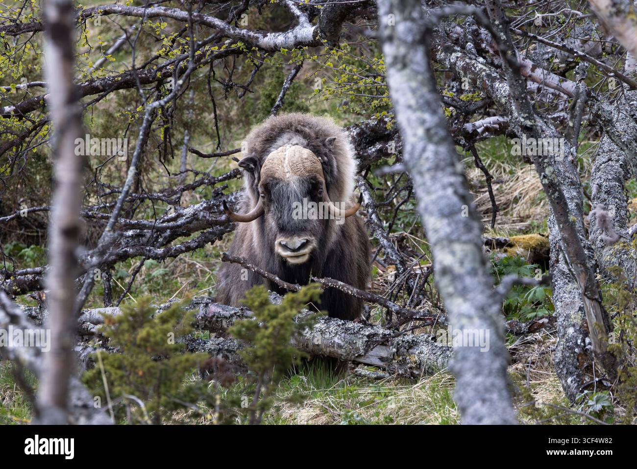 A single musk ox in dovrefjell national park in norway hi-res stock ...