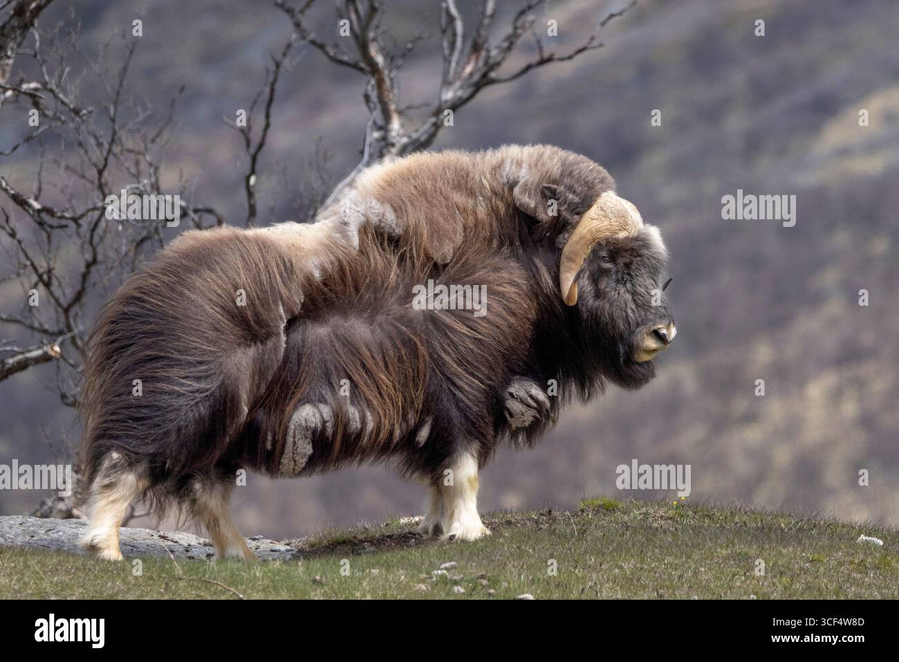 A single musk ox in Dovrefjell National Park in Norway Stock Photo - Alamy