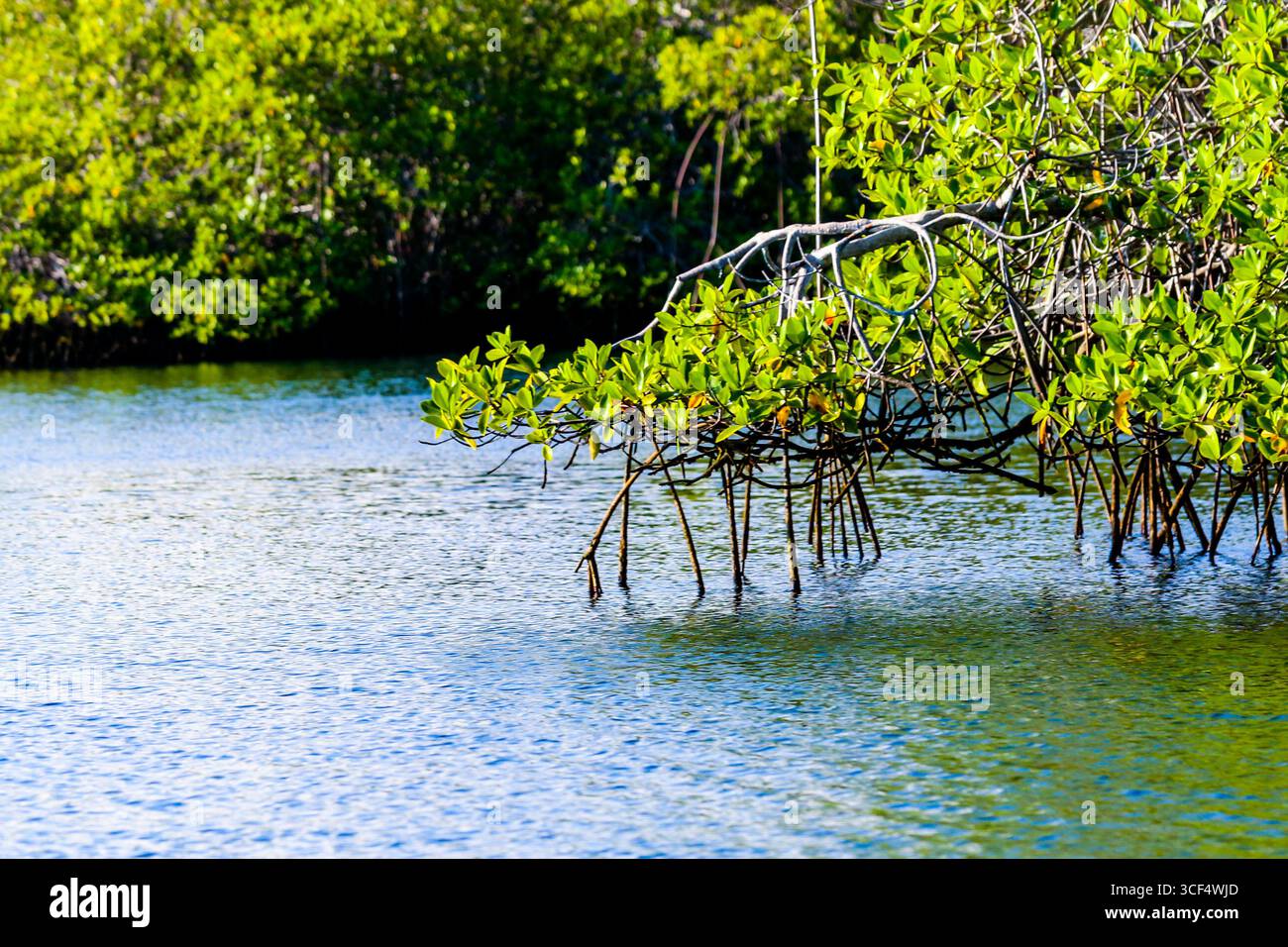 Elizabeth bay on south hi-res stock photography and images - Alamy