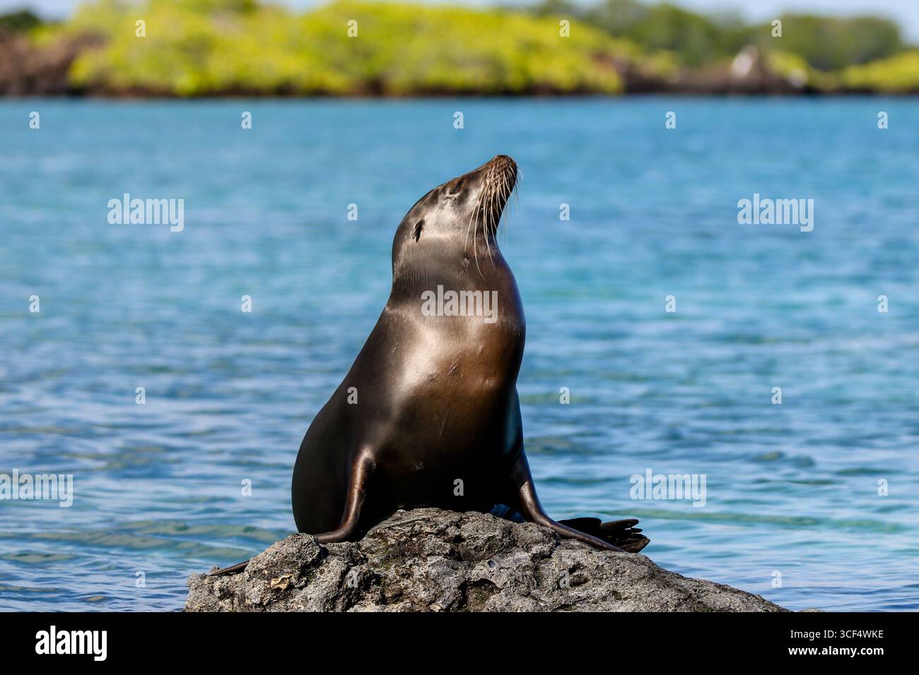 Elizabeth bay on south hi-res stock photography and images - Alamy
