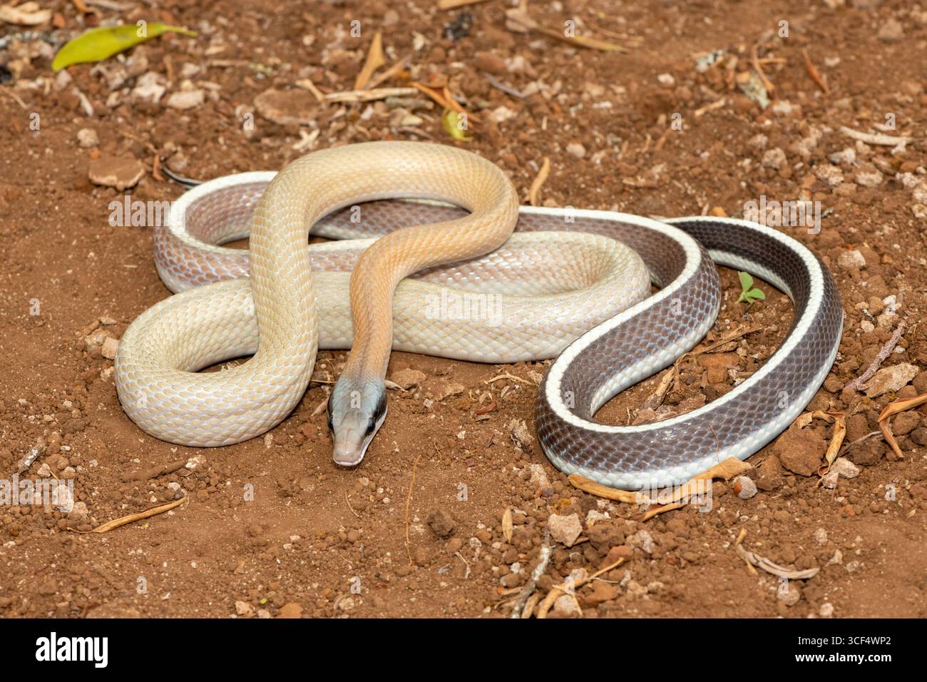 Ridley’s beauty snake (Orthriophis taeniurus ridleyi), also known as ...