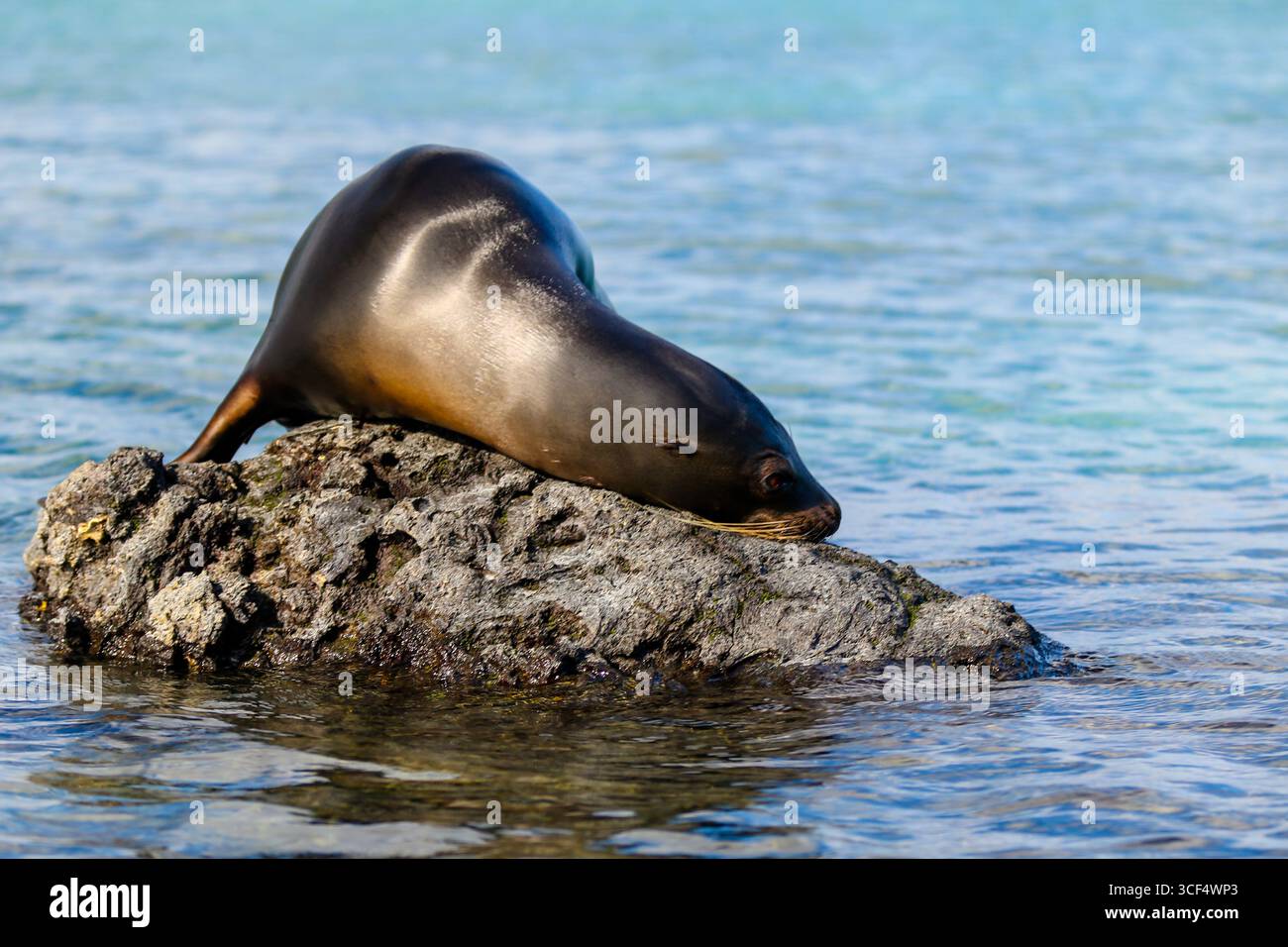 Elizabeth bay on south hi-res stock photography and images - Alamy